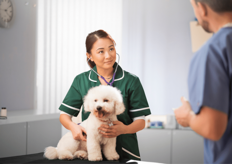 How To Become A Veterinary Radiologist Diagnostic Imager How To Become A Veterinary Radiologist Diagnostic Imager