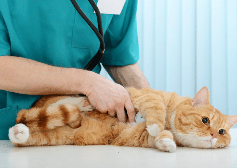 How To Become A Veterinary Radiologist Diagnostic Imager How To Become A Veterinary Radiologist Diagnostic Imager