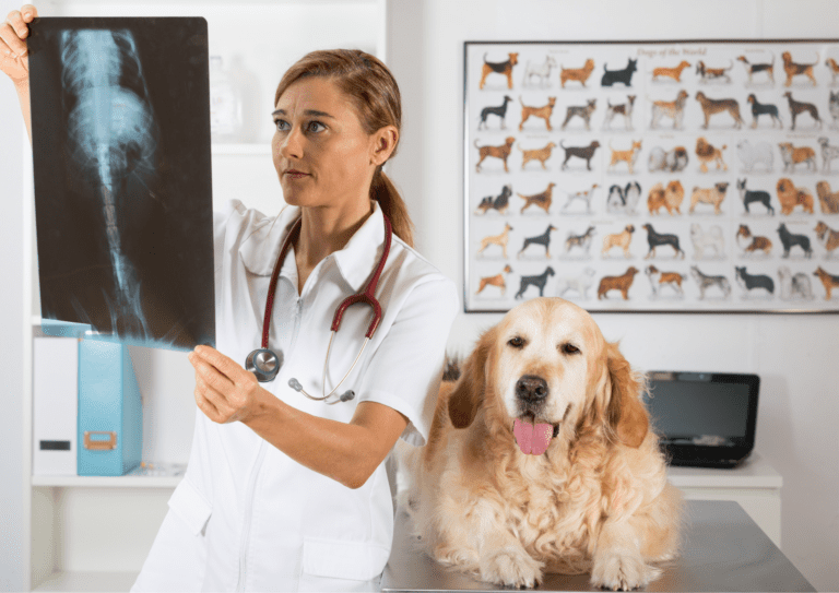 The Benefits and Drawbacks of Being a Vet