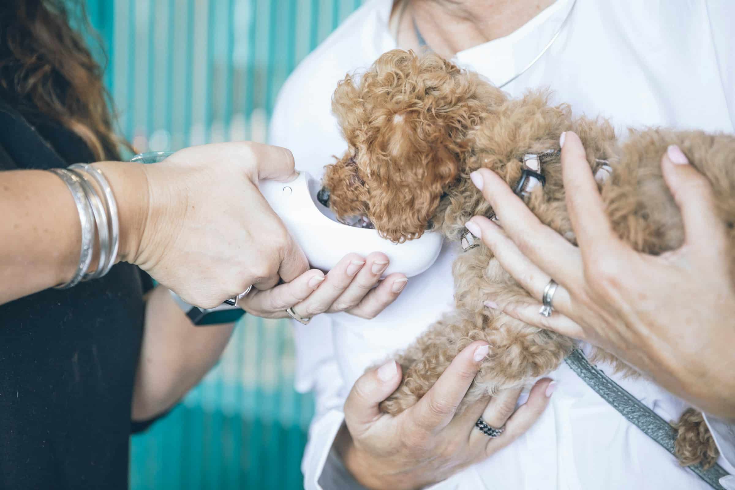 What Job Options Are Available for US Veterinary Graduates?
